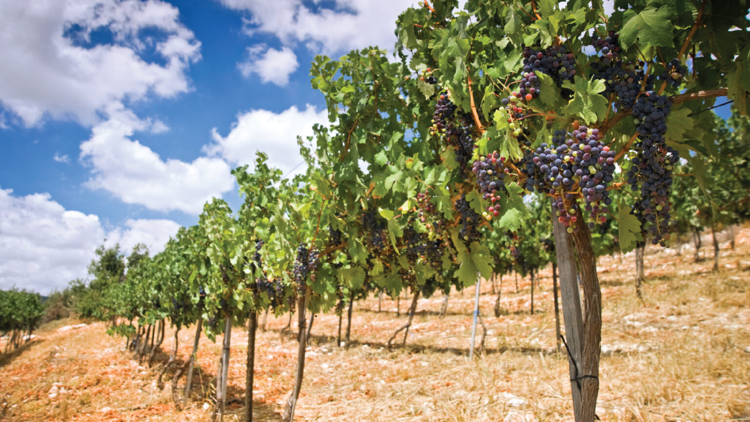 Blog - Billye Brim Ministries