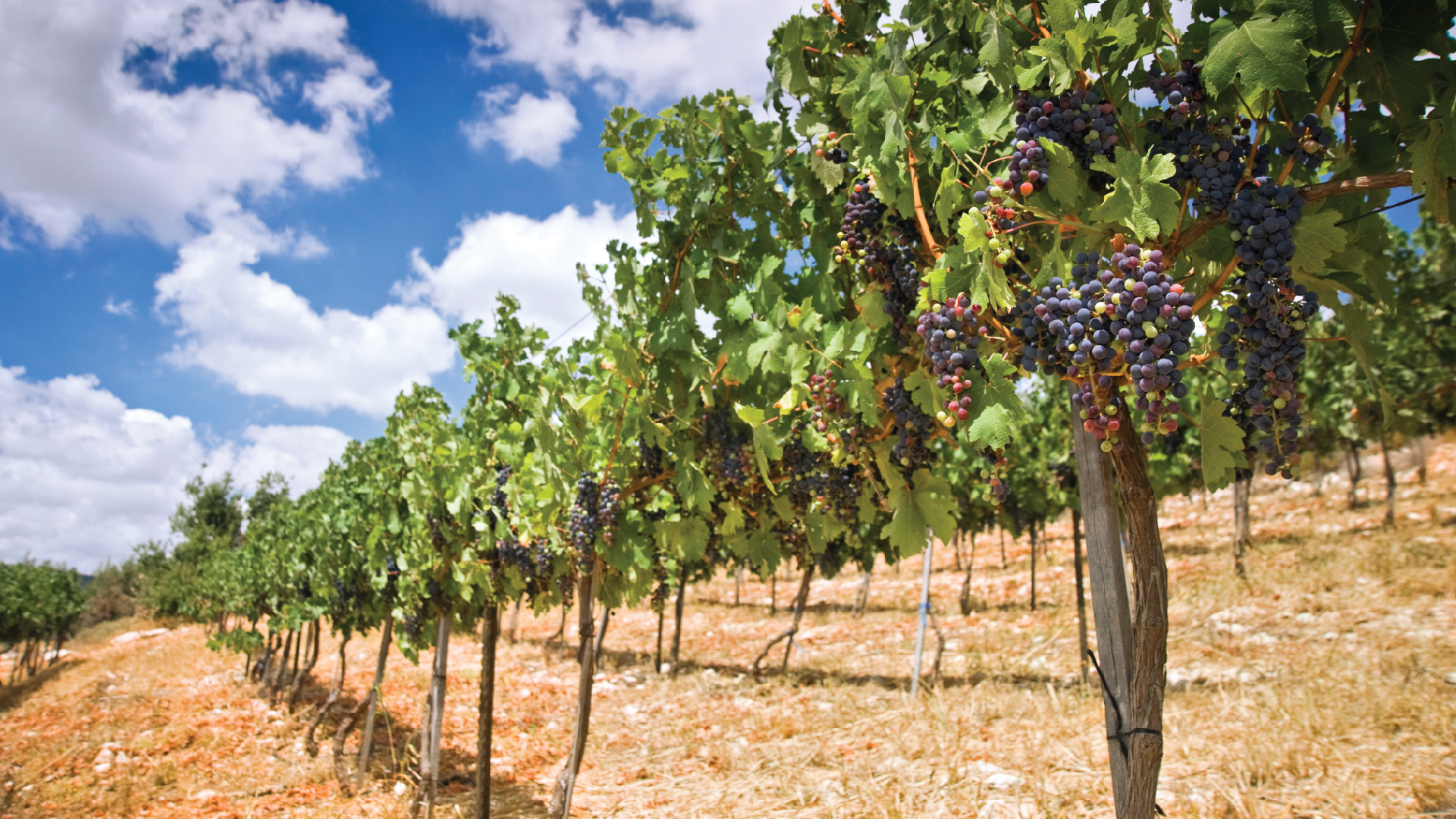 Ariel, Shiloh - Billye Brim Ministries